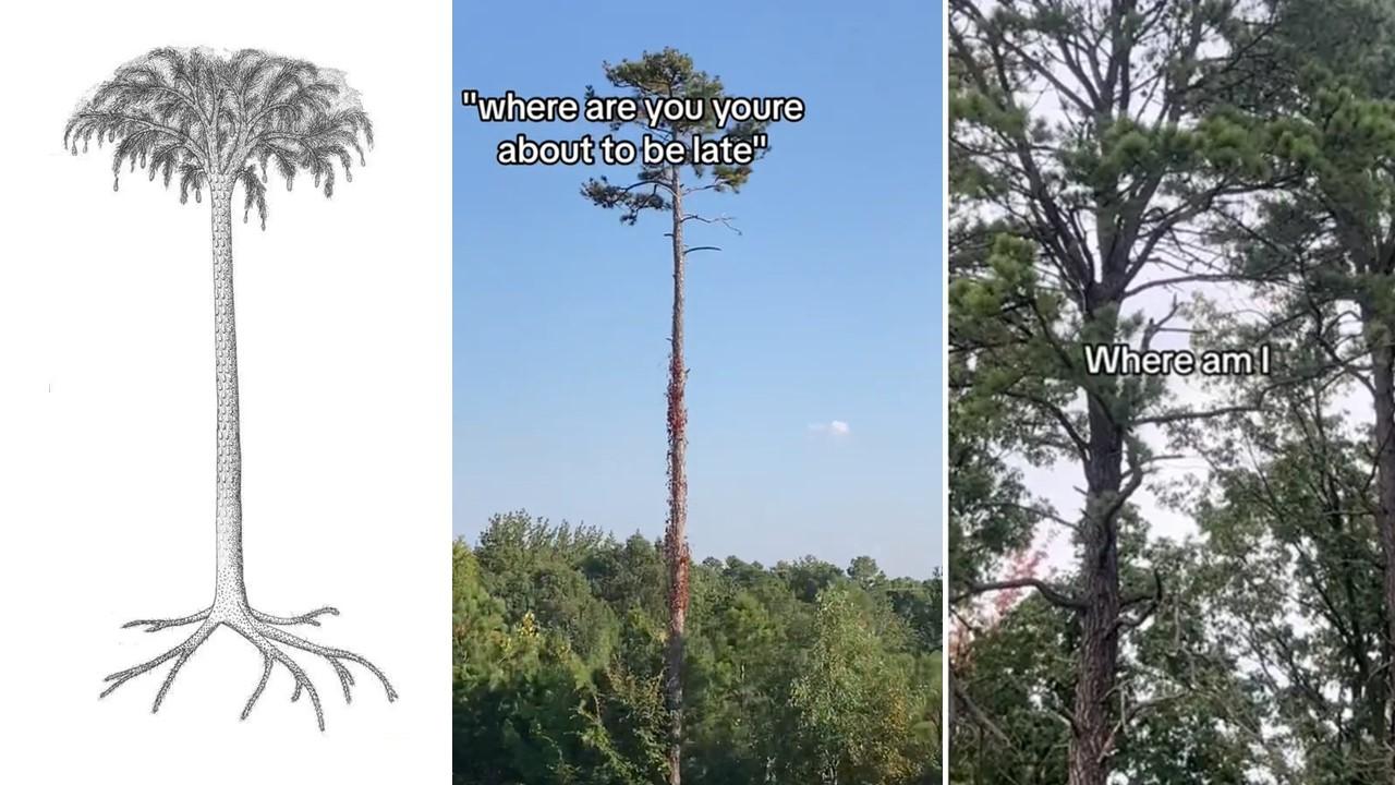 What Is a Lepidodendron Tree? The Meme, Explained