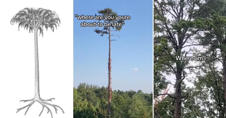 What Is a Lepidodendron Tree? The Meme, Explained