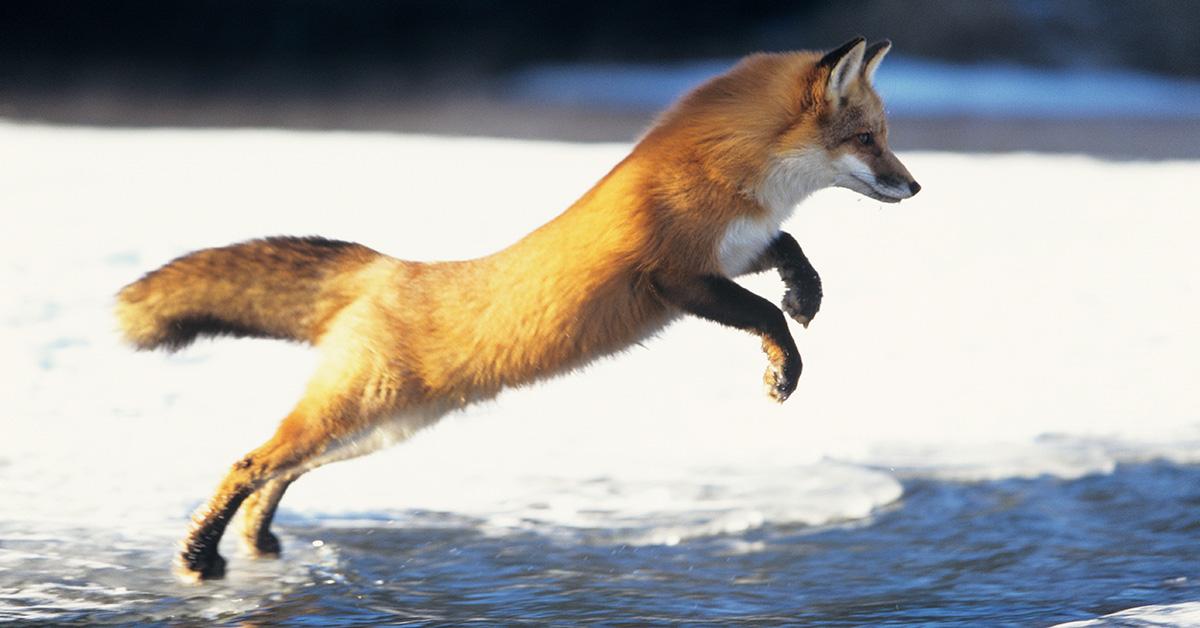  Fox Pretty Meaning On TikTok An Explainer On New Terms
