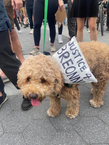 15 Dogs With Signs Protesting for Black Lives Matter