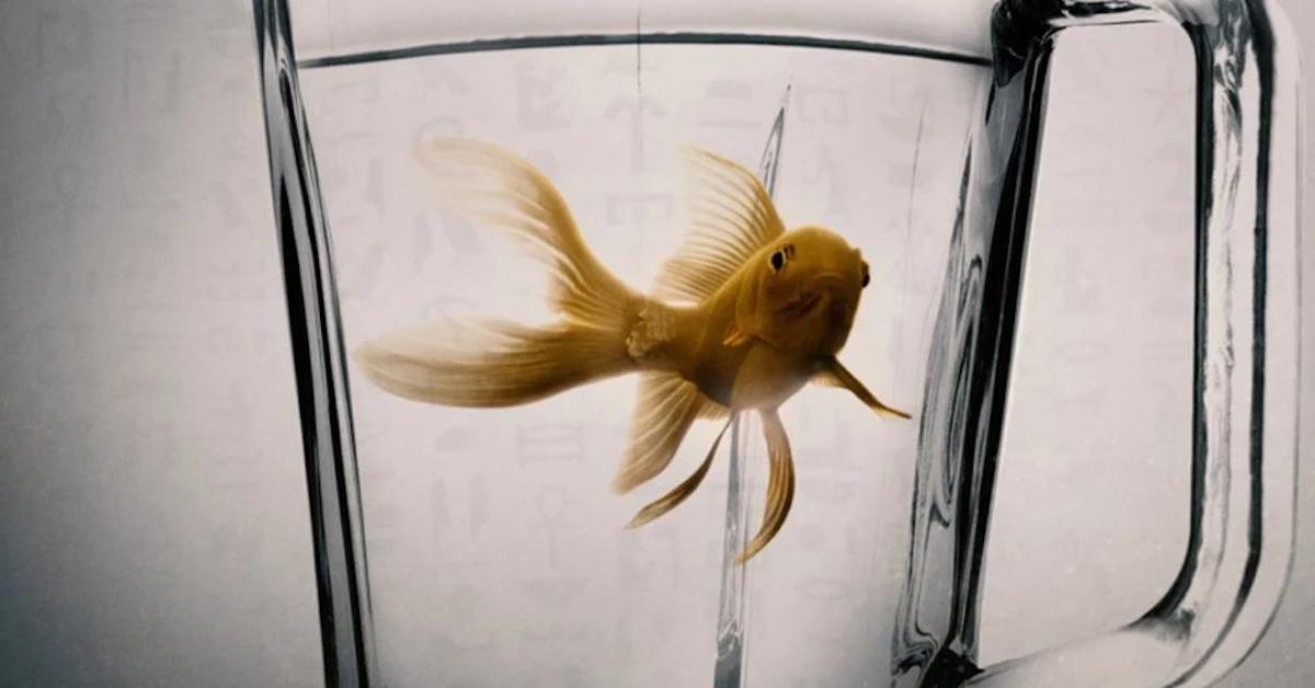 What Is the Meaning of the Goldfish in ‘Moon Knight’? We Explore the ...