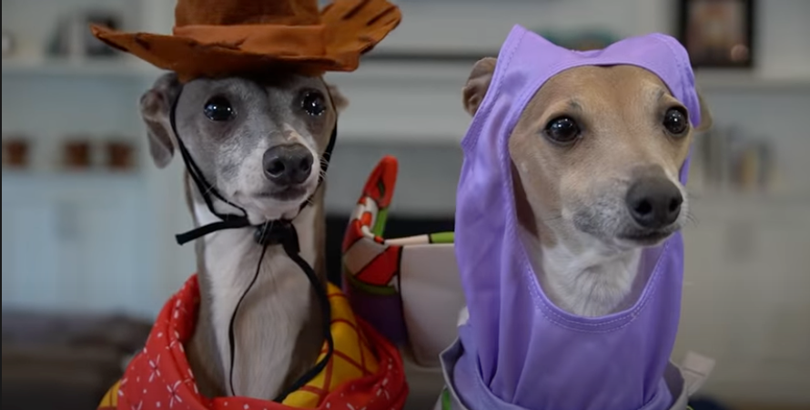 How Are Jenna Marbles and Julien Solomita's Dogs Doing Now?