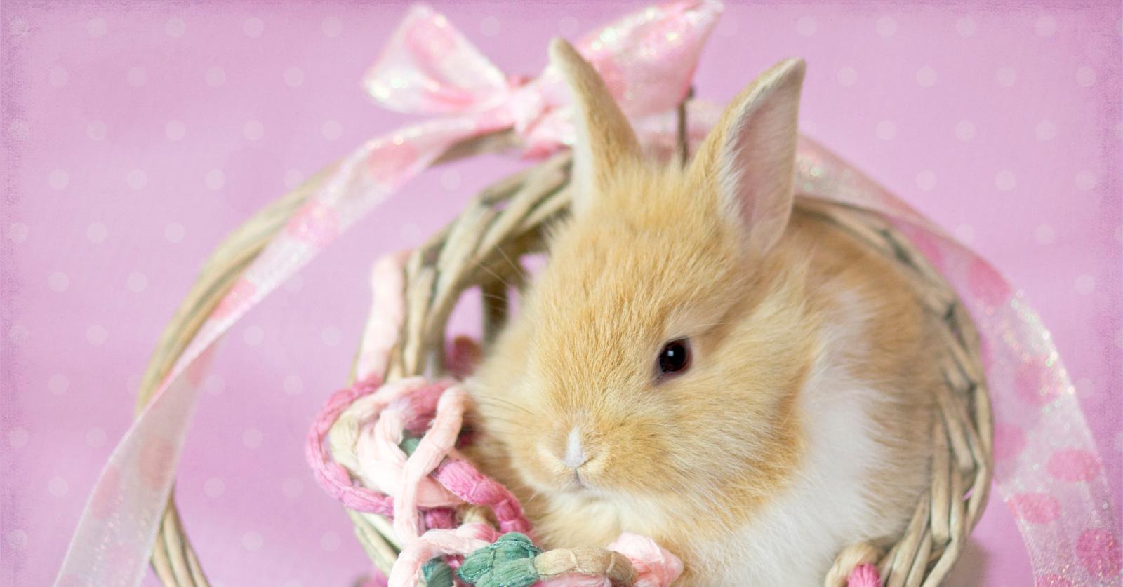 Why Do We Celebrate Easter With a Bunny? Here's What We Know