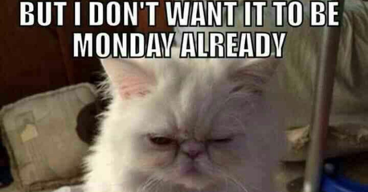 Happy Monday Work Memes: The Funniest Reactions Online