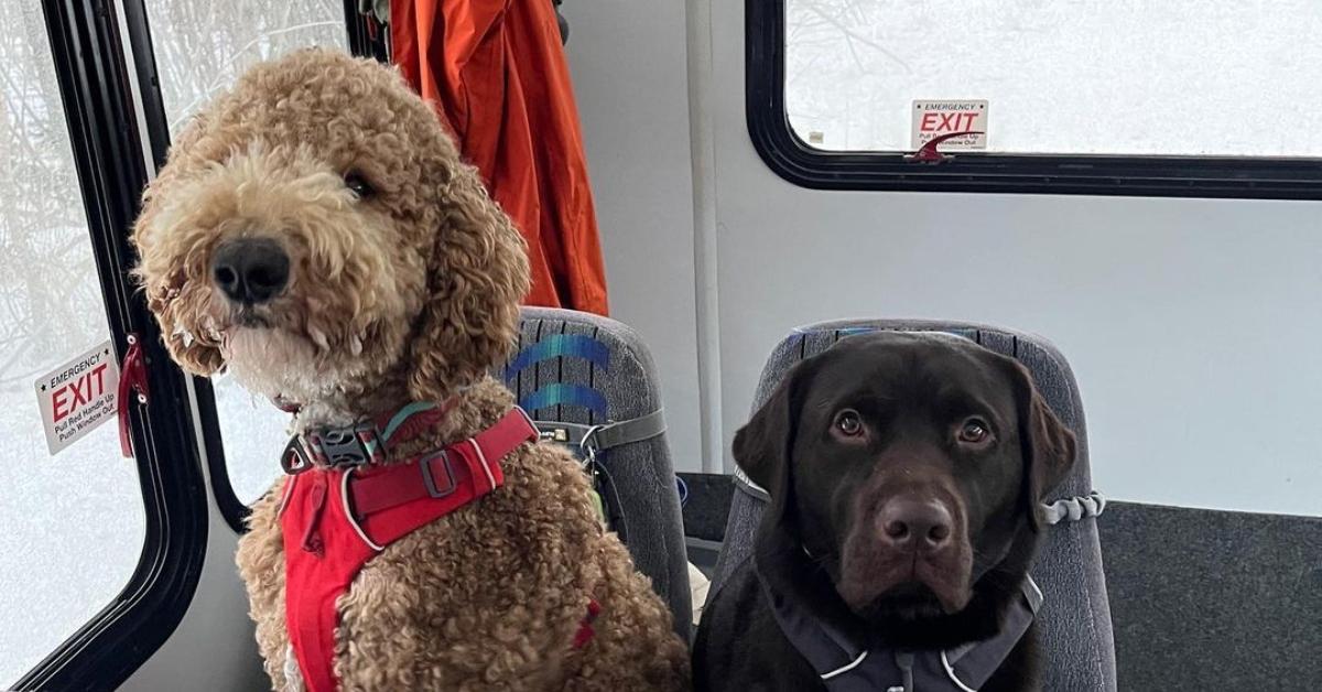Mo Mountain Mutts' TikTok Goes Viral With Dog-Friendly Bus