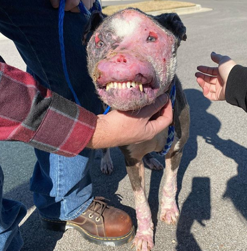 Disfigured Dog Named Phoenix Gets Medical Care and New Life After Being ...