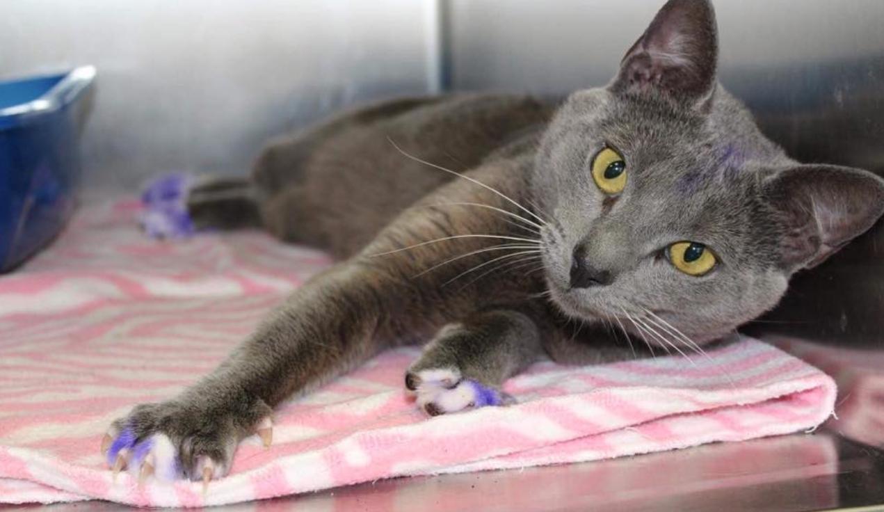 Why You Should Always Take In A Stray Cat With Purple Paws