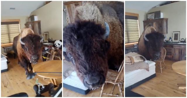 Buffalo Breaks Into Man's House, Steals the Internet's Heart