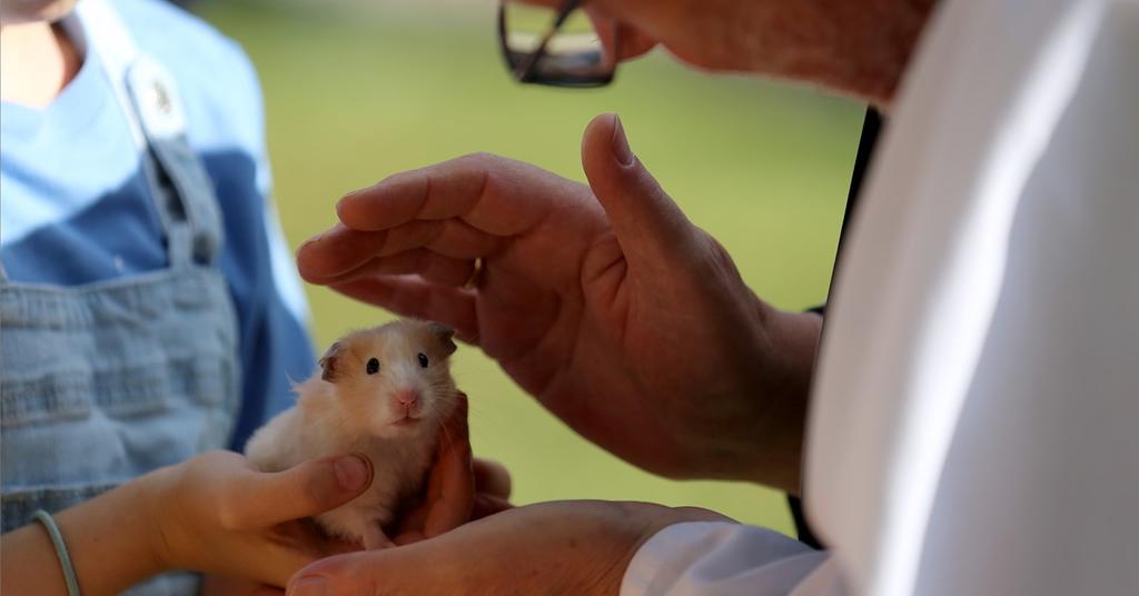 Why Do Hamsters Die So Easily? Health Issues Explained