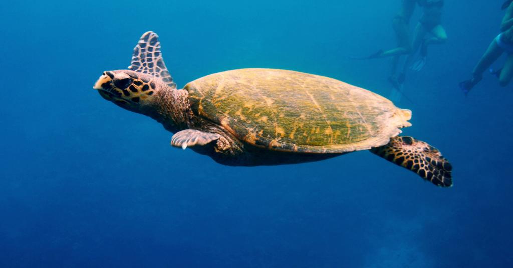 Why Do Turtles Slap Each Other in the Face?