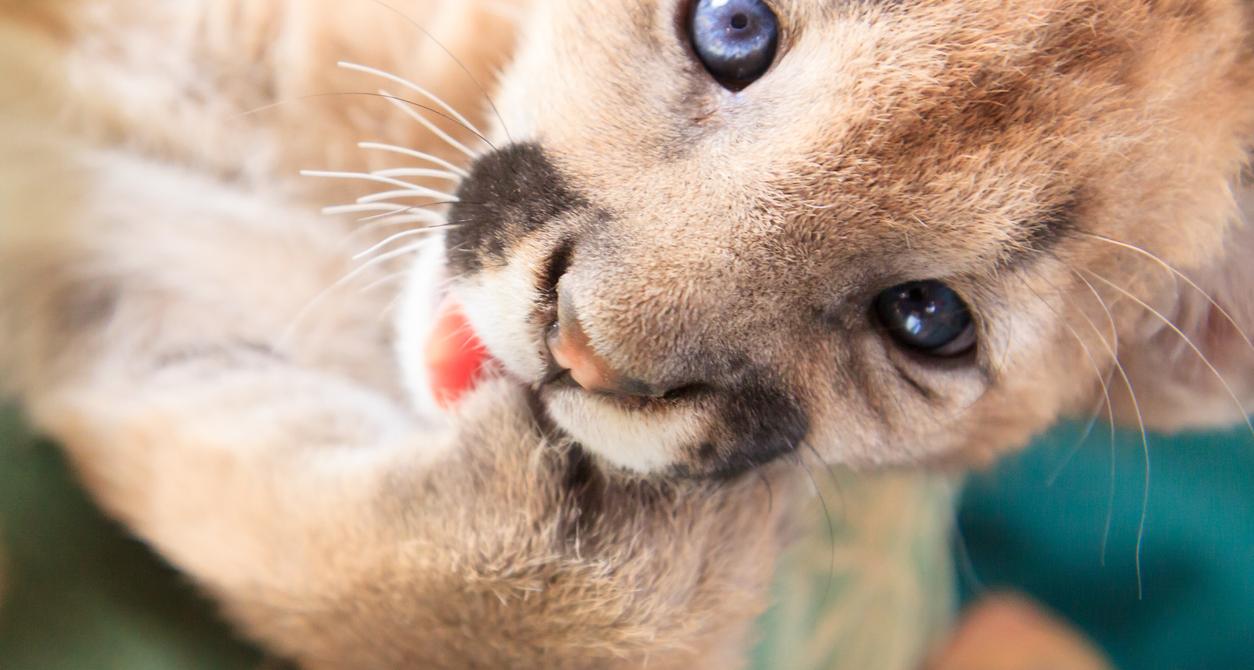Puma Rescued From A Contact Zoo Is Too Friendly To Be Released Into The ...