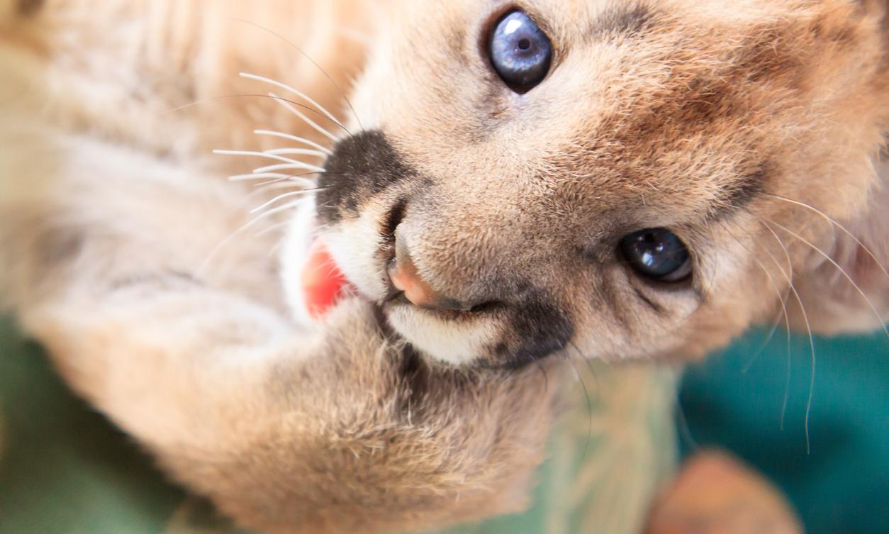 Puma Rescued From A Contact Zoo Is Too Friendly To Be Released Into The ...