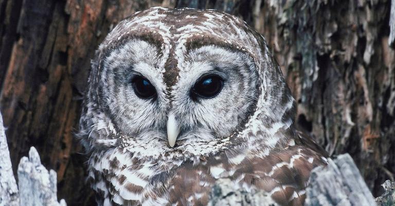 'The Staircase' Owl Theory, Explained — Plus, Why It Was Never ...
