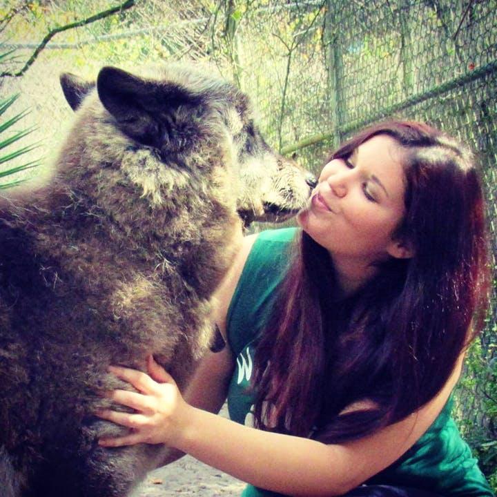 Enormous Wolfdog Rescued by Sanctuary After Being Dropped at Kill Shelter