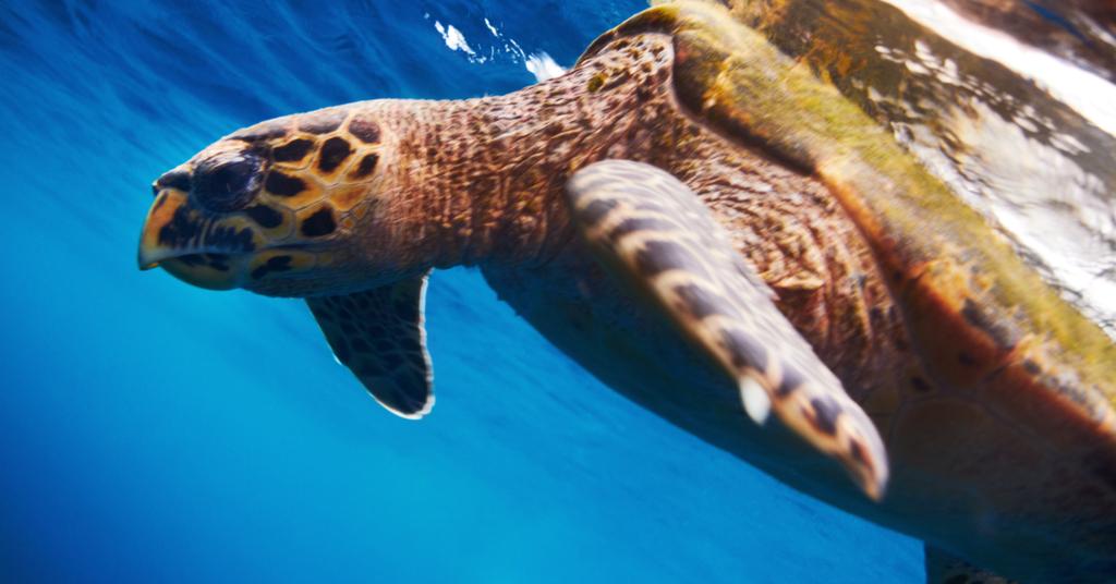 Why Do Turtles Slap Each Other in the Face?