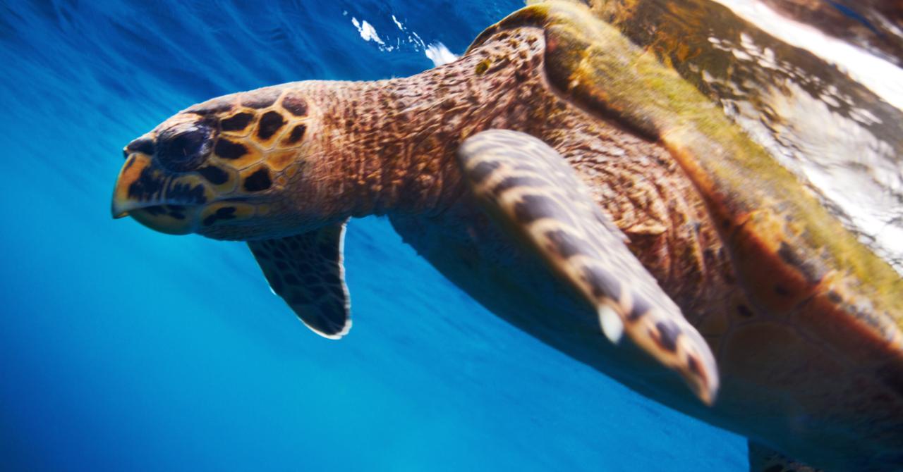 Why Do Turtles Slap Each Other in the Face?