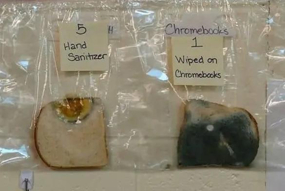 Teacher's Bread Science Experiment Shows Why Washing Your Hands Is so ...