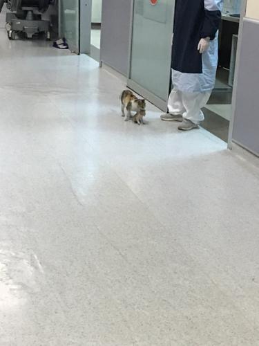 A Cat Brought Her Tiny Sick Kitten to a Human Hospital to Get Help