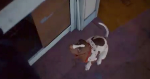 Can You Save Mushroom the Dog in 'Life Is Strange 2'?