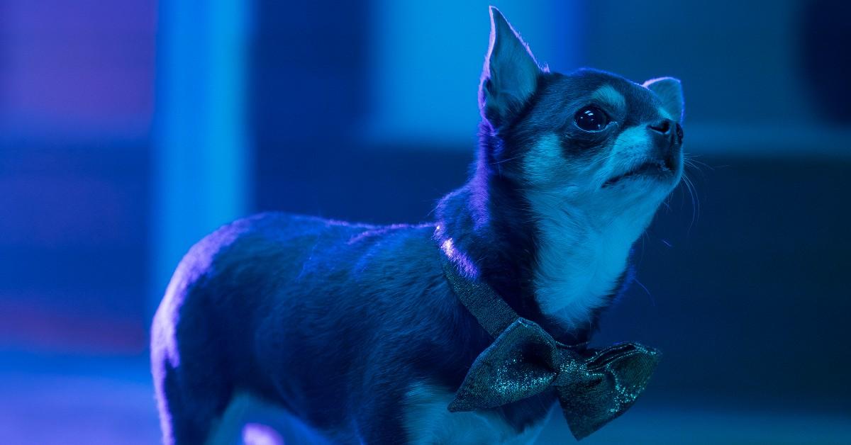 What Kind of Dog Is Betty on Will Trent? Meet the Real Pup