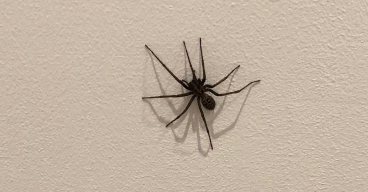 Giant Hand-Sized Spiders Are Invading UK Homes By the Thousands