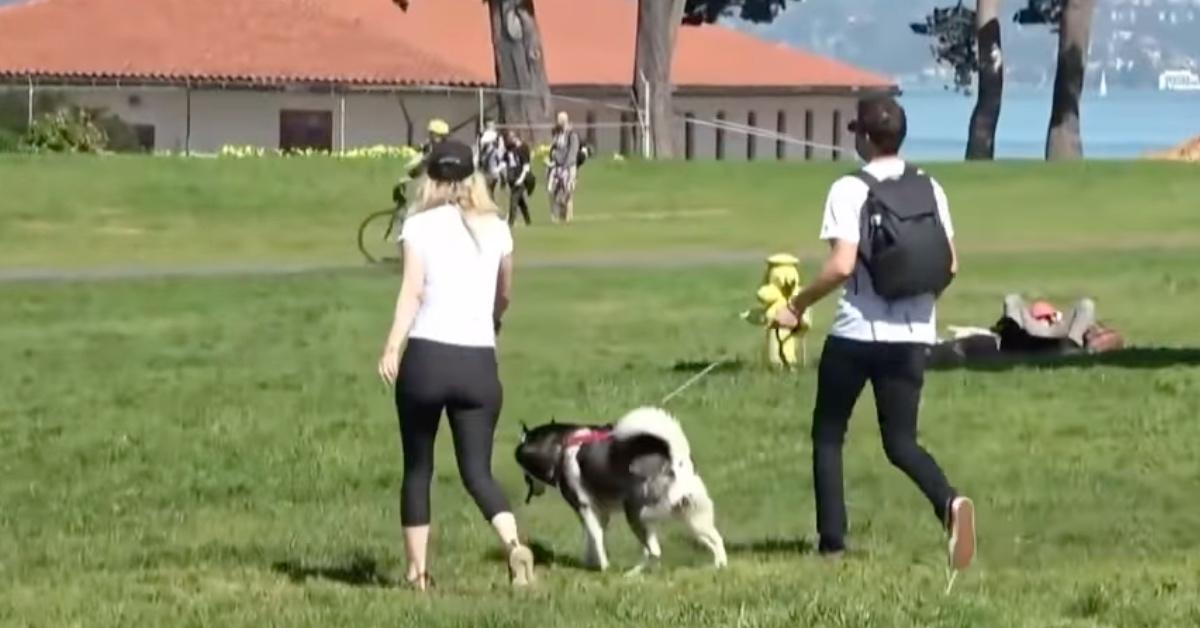 What Happened to Elizabeth Holmes' Dog? Where Is Balto These Days?