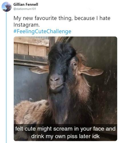 The #FeelingCuteChallenge Is the Best New Meme on the Internet, Hands Down