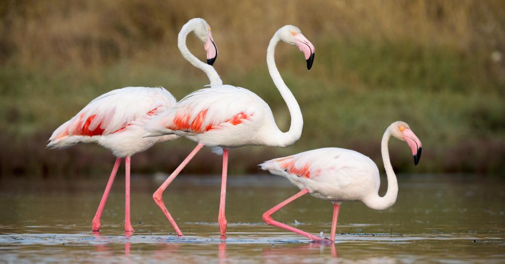 Why Do Flamingos Lose Their Pink Color? Find out Here!