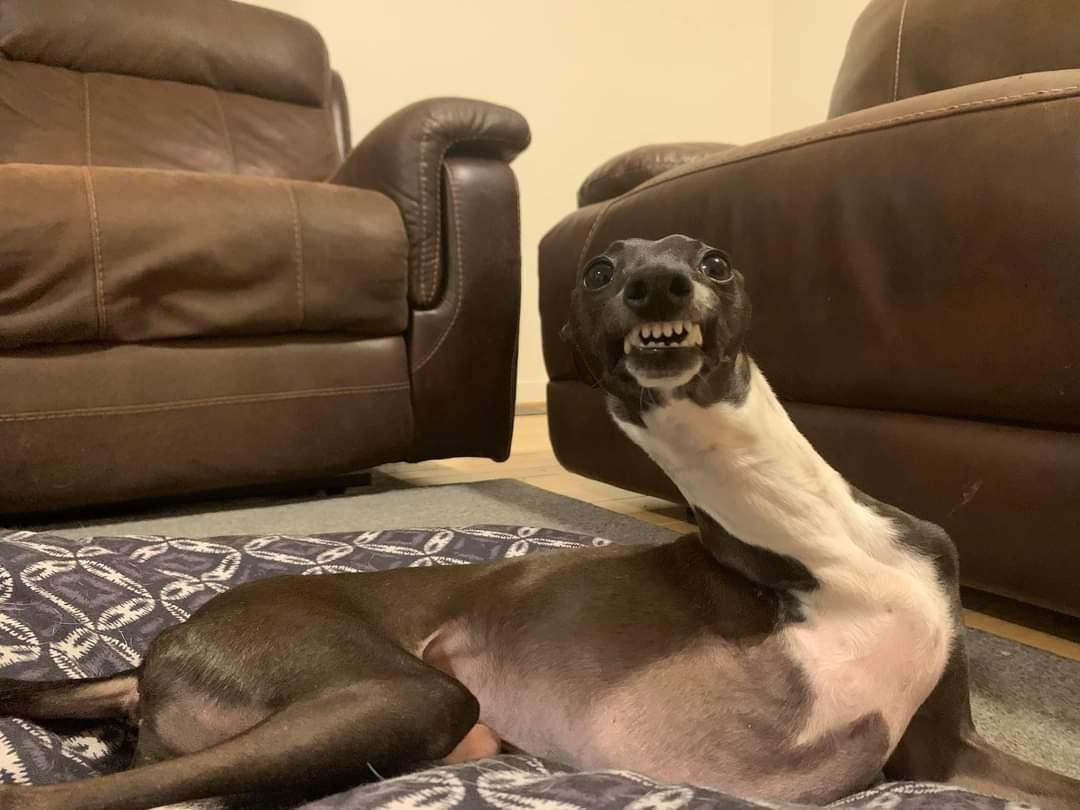 The 'Unflattering Dog Photo Challenge' Is Your New Favorite Thing