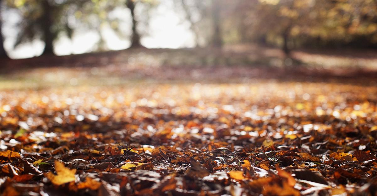 First Day of Fall Memes: 8 Hilarious Tweets to Welcome Autumn