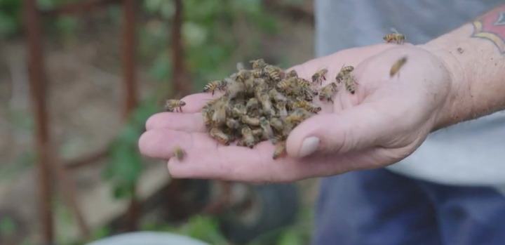 Can You Buy 'Bee Czar' Honey? How to Purchase the Texas Honey
