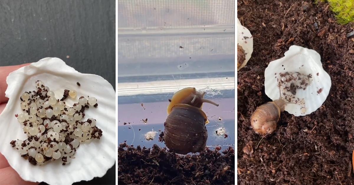 Why Do You Have to Crush Snail Eggs?