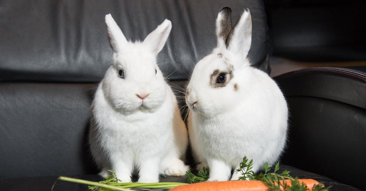 Why Do People Say "Rabbit Rabbit Rabbit"? The Superstition Explained