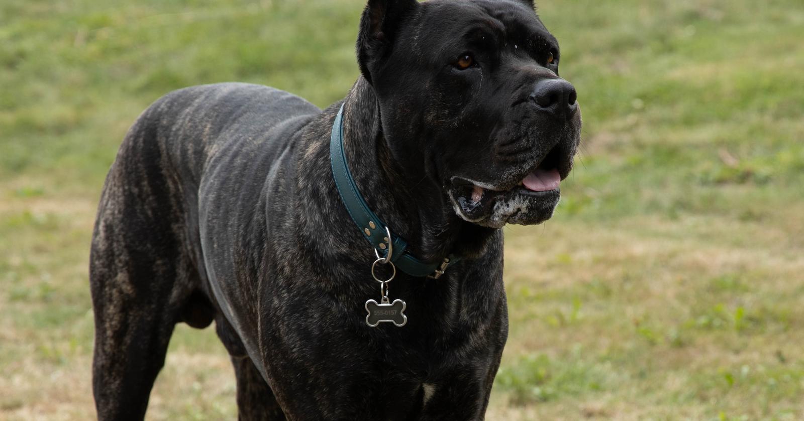 What Kind of Dog Is Colin in 'A Million Little Things'? — Details