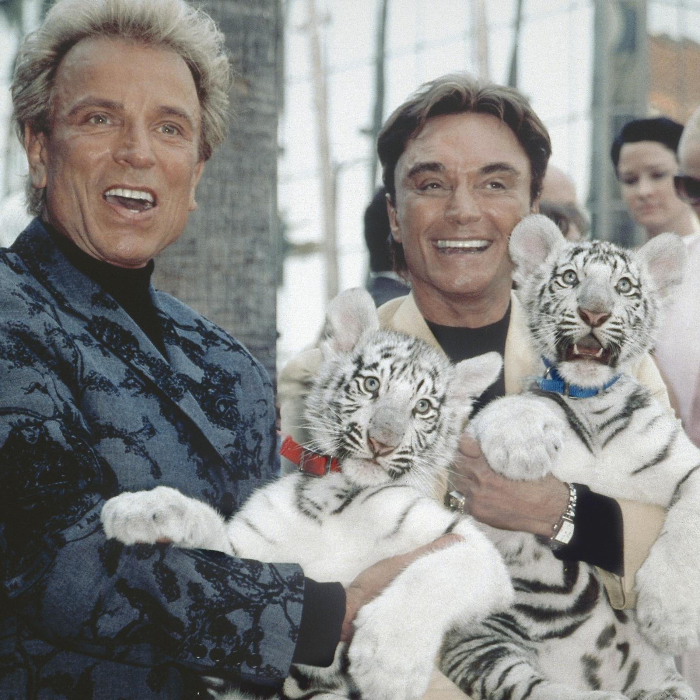What Happened to Montecore? The 400-Pound Tiger Mauled Roy Horn
