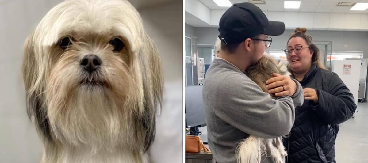 Family Reunites With Stolen Dog 5 Years Later — Happy Ending