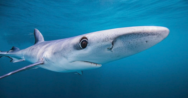 Shark Week 2019 Lineup: Everything We Know About This Year's TV Event