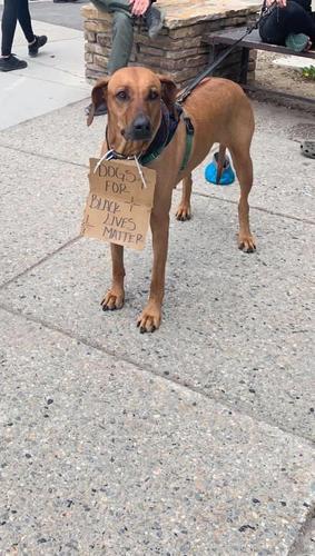 15 Dogs With Signs Protesting for Black Lives Matter