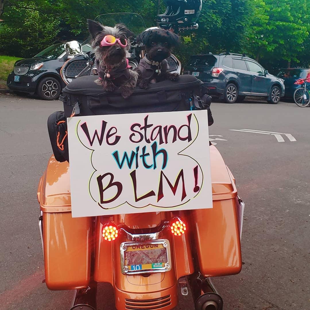 15 Dogs With Signs Protesting for Black Lives Matter