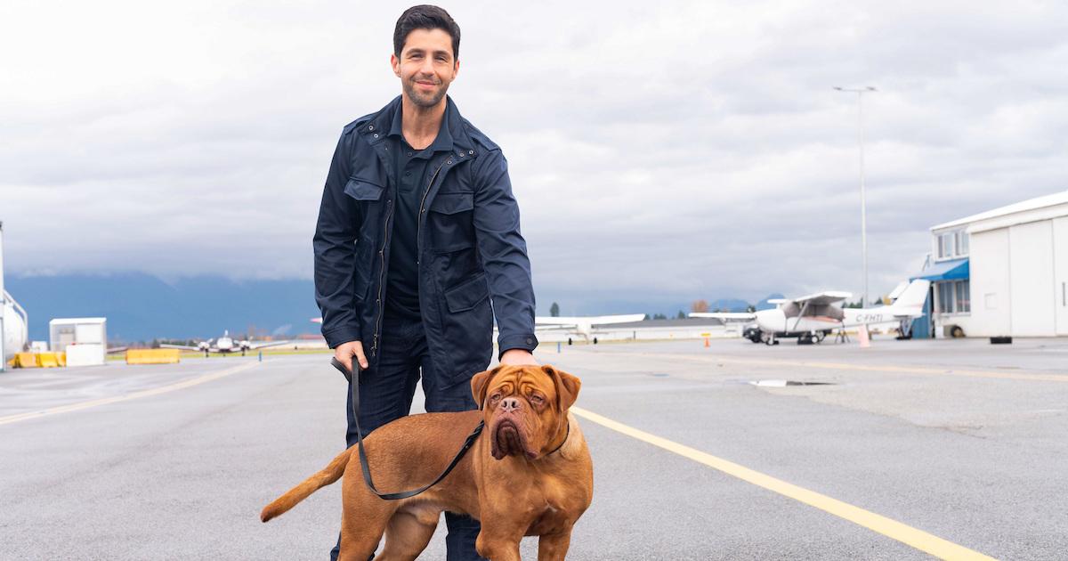 What Kind of Dog is Hooch in 'Turner & Hooch'? Is It the Same as the Movie?