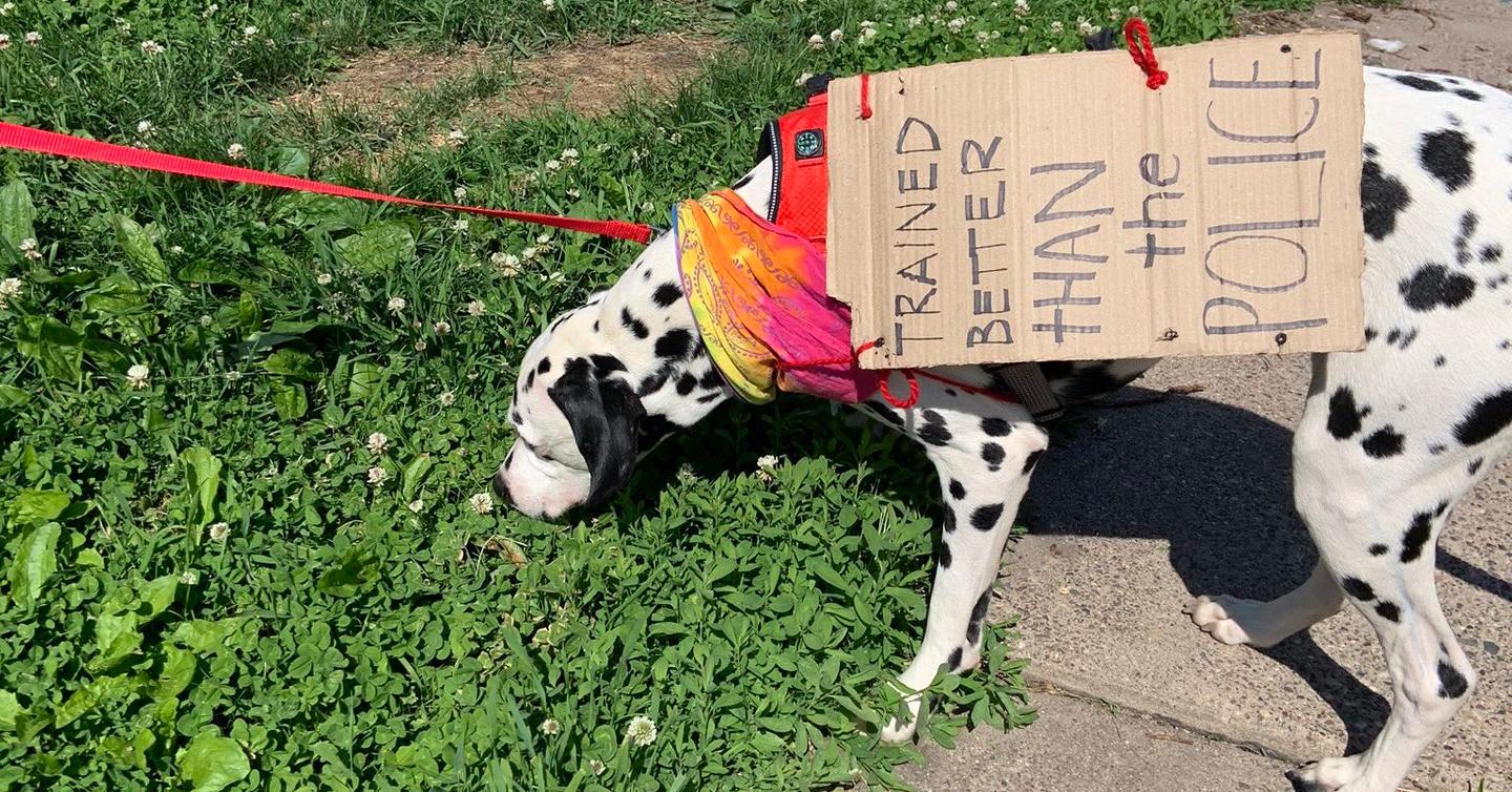 15 Dogs With Signs Protesting for Black Lives Matter