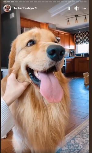 What Happened to Tucker Budzyn? Why His Owner Filed a Police Report