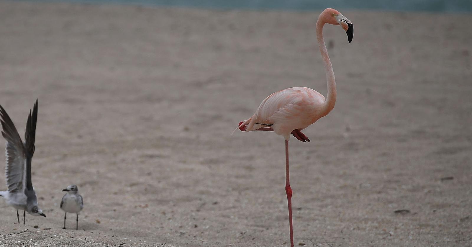 Why Do Flamingos Stand on One Leg? The Answer Is Simple