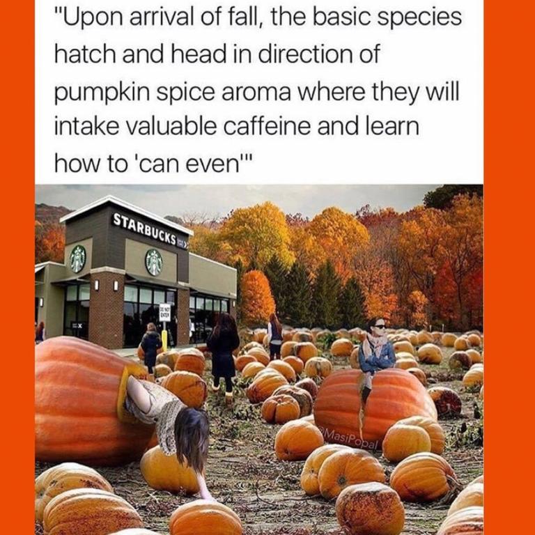 #Basic Pumpkin Spice Memes to Send to Your Friends and Family