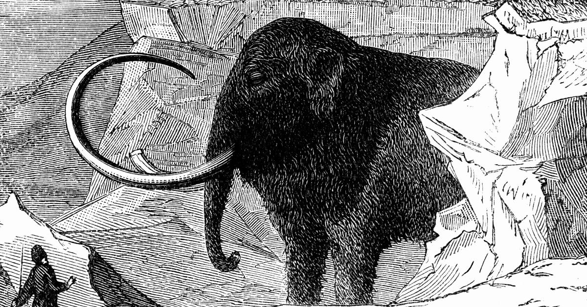 Can You Buy the Viral Lab-Grown Woolly Mammoth Meatballs?