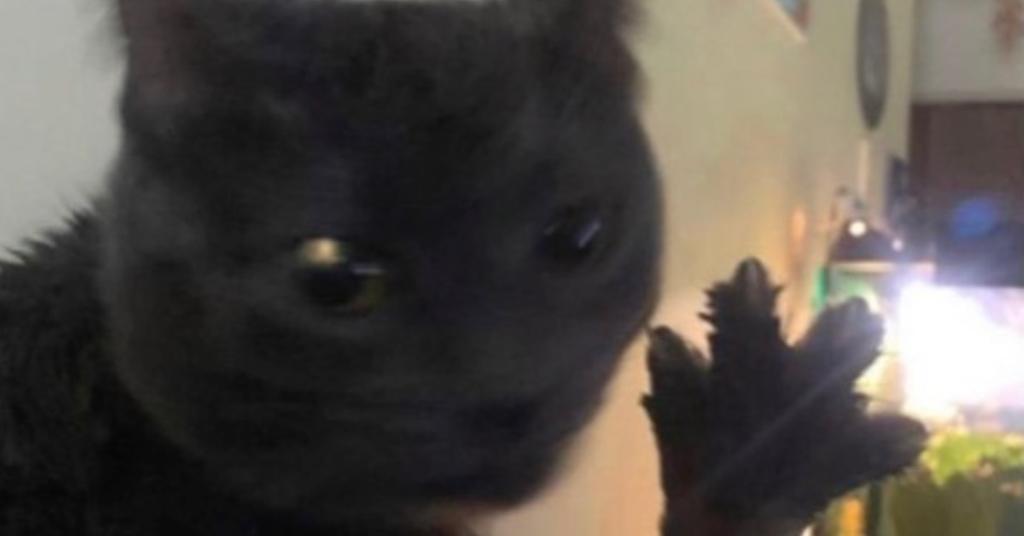 The Cat From the Dabloons Memes Has Passed Away