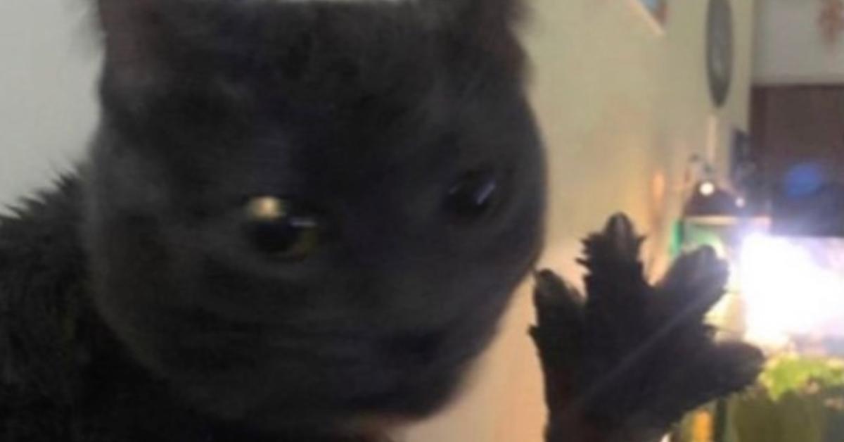 The Cat From the Dabloons Memes Has Passed Away