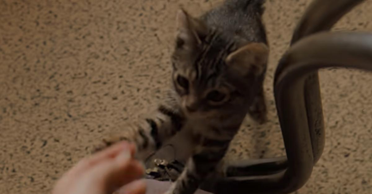 Drag Me to Hell: Film's Ending Explained — Does the Cat Die?