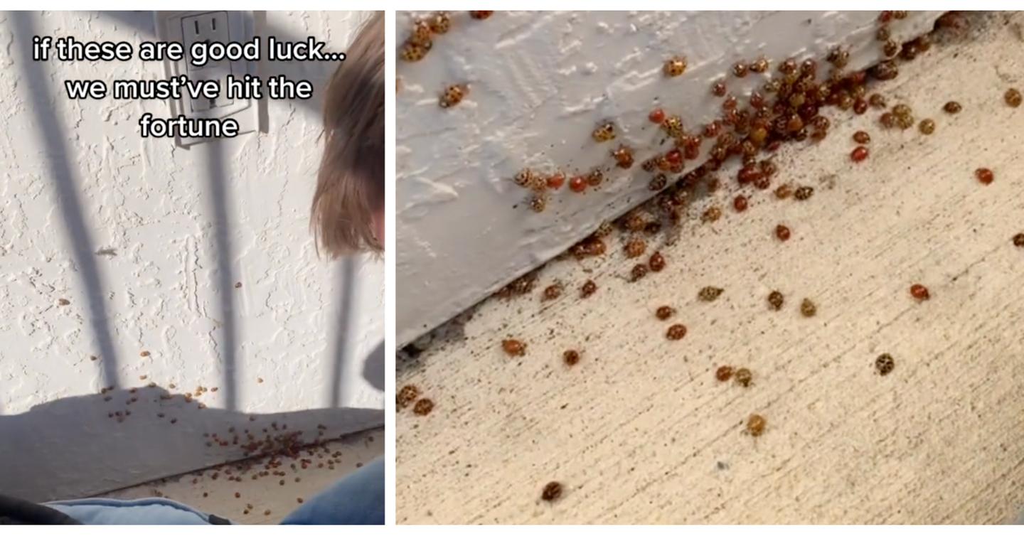 TikTok Is Obsessed with Ladybugs "Drawing" Purple Lines