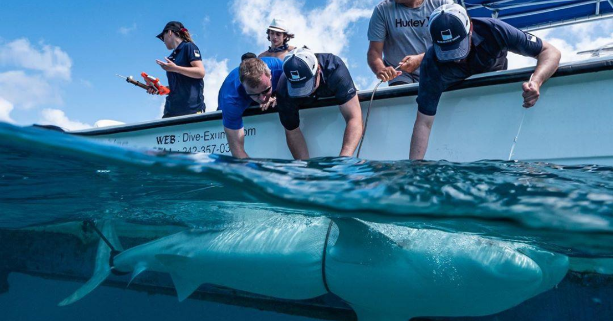 Dr. Austin Gallagher Is Known as the Tiger Shark King — Here’s Why
